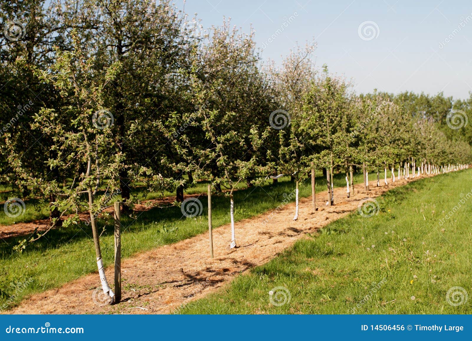 Orchard of Mixed Age Cider Apple Trees Stock Photo - Image of crop ...