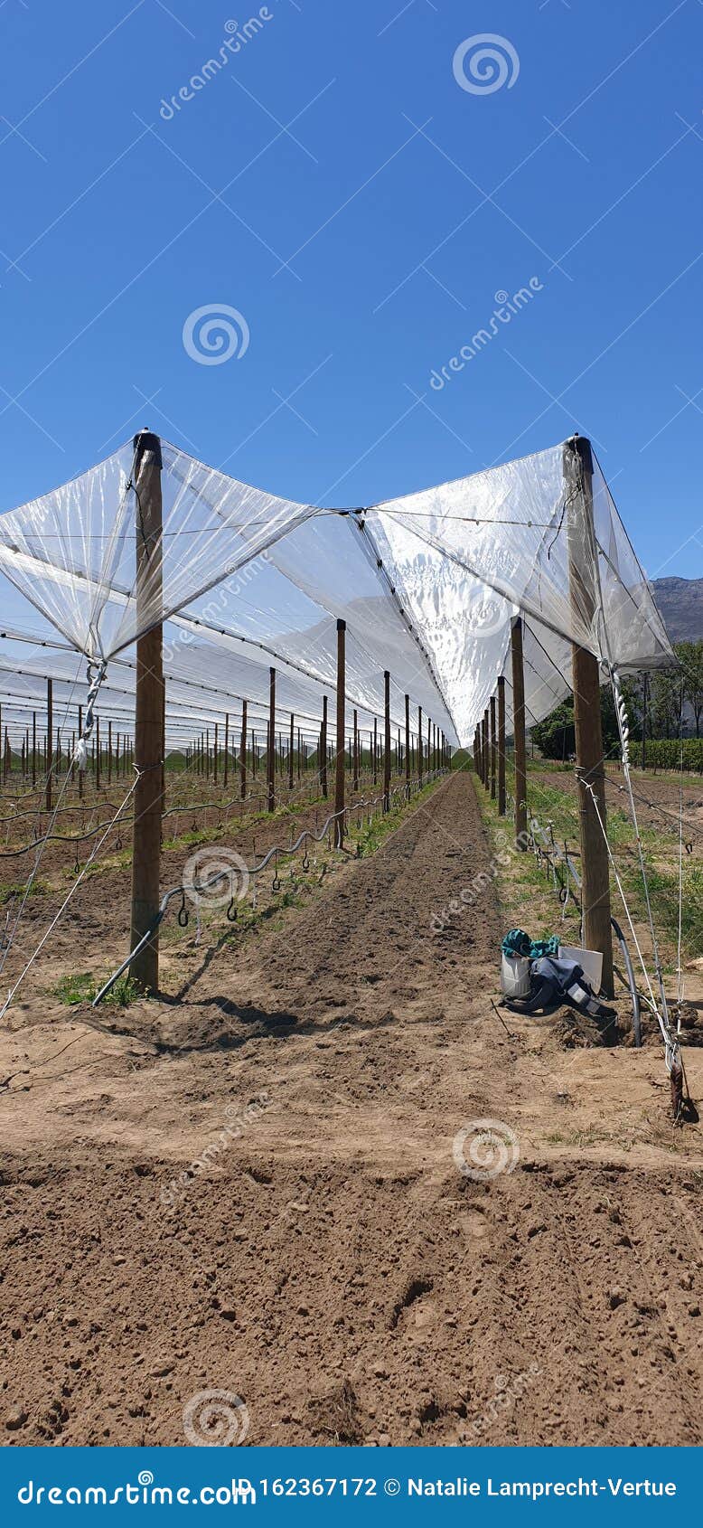 Orchard Netting stock photo. Image of netting, agriculture - 162367172
