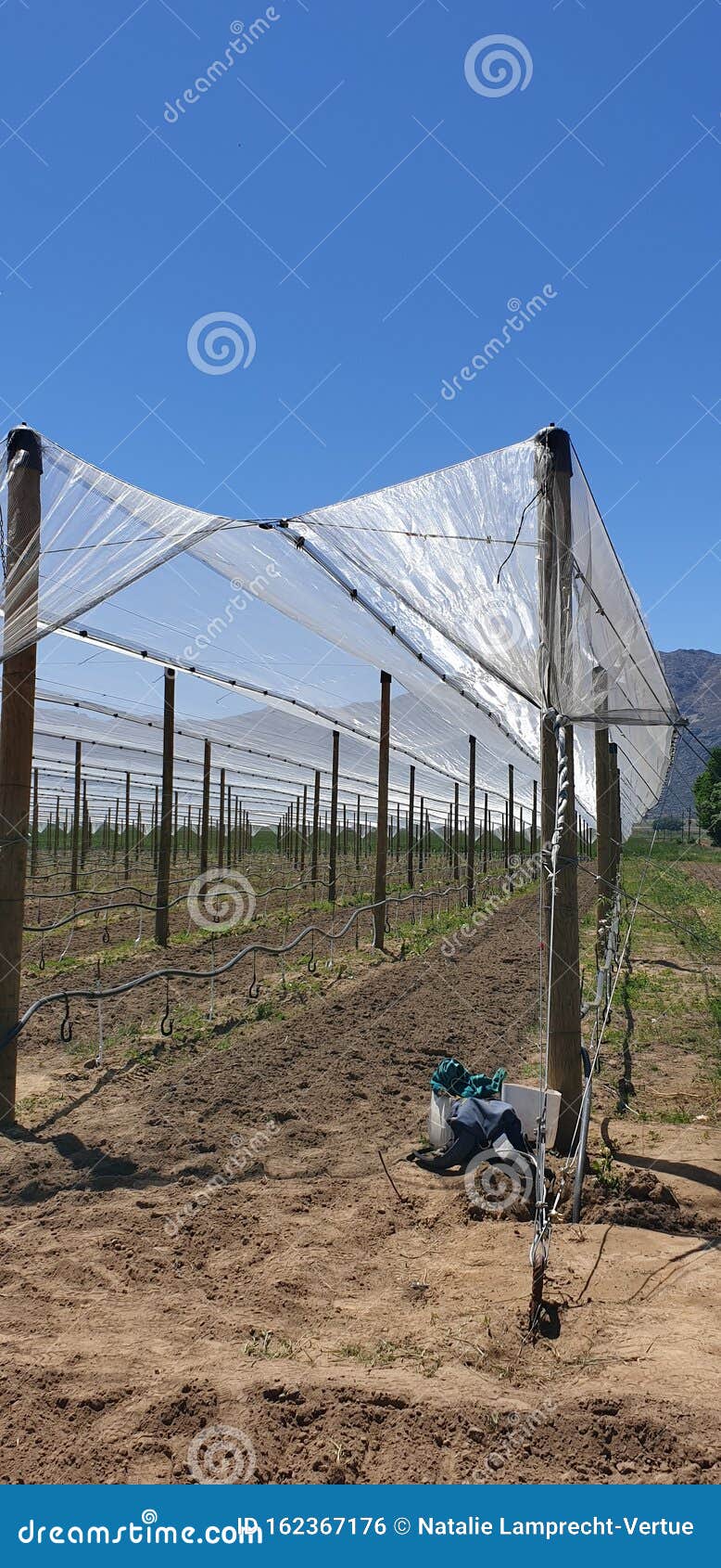 Orchard Netting stock photo. Image of carretta, commavit - 162367176
