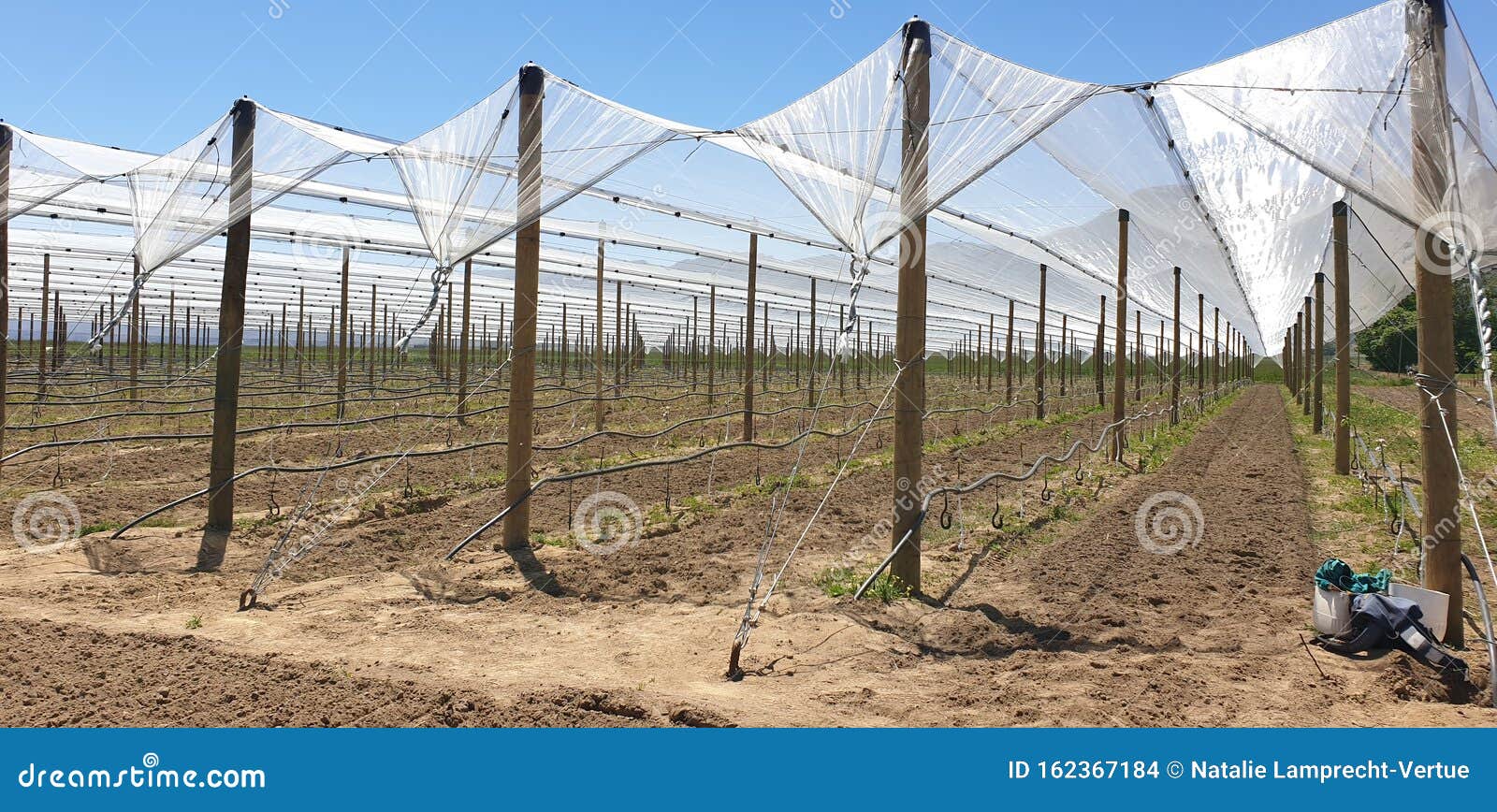 Orchard Netting stock photo. Image of agriculture, orchard - 162367184