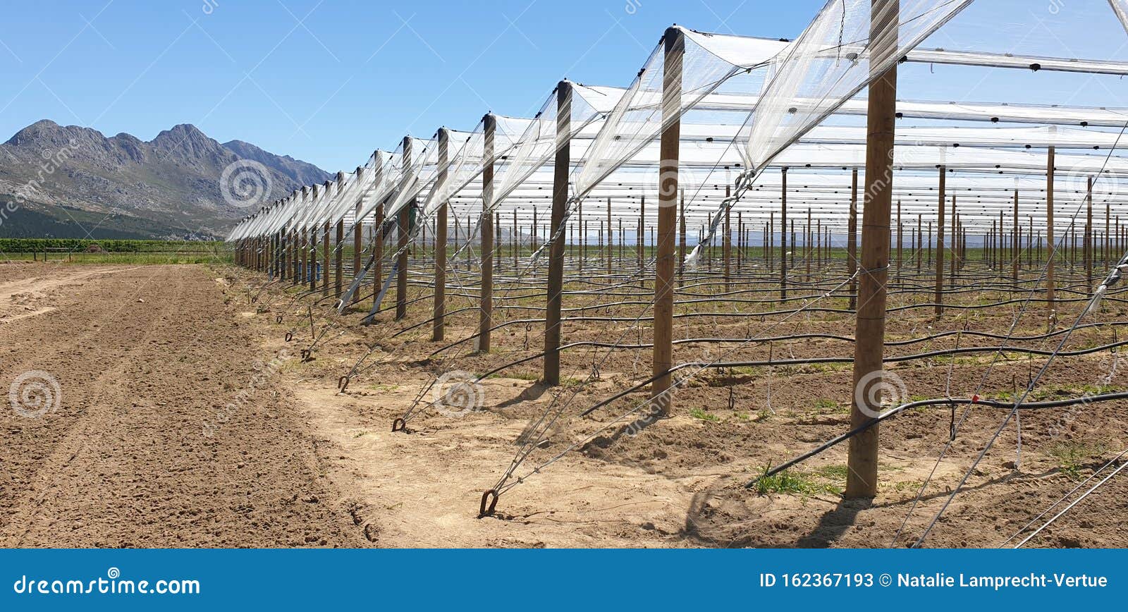 Orchard Netting stock image. Image of agriculture, carretta - 162367193