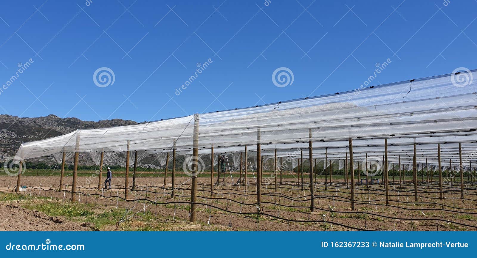 Orchard Netting stock image. Image of carretta, netting - 162367233