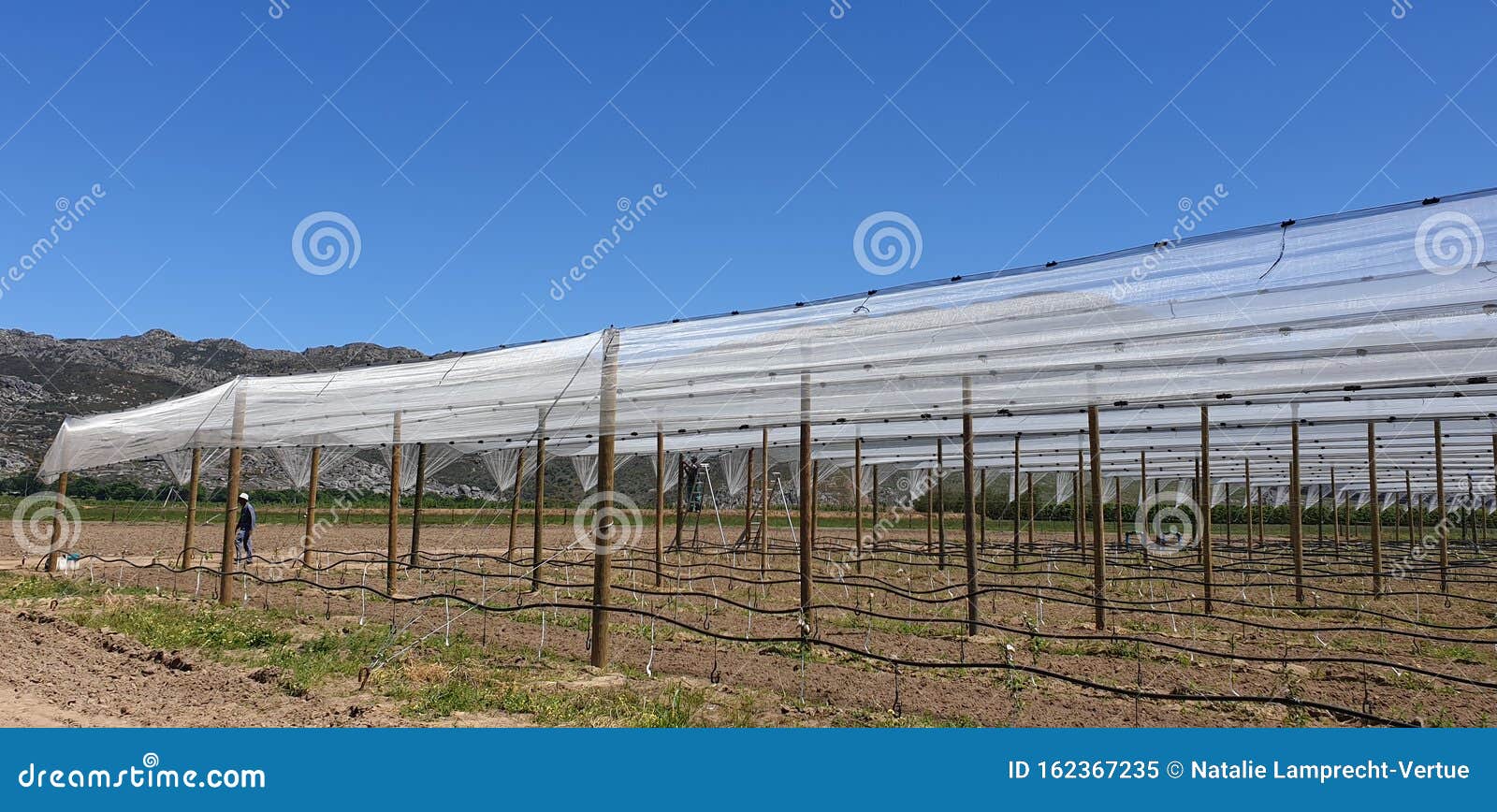 Orchard Netting stock image. Image of commavit, netting - 162367235