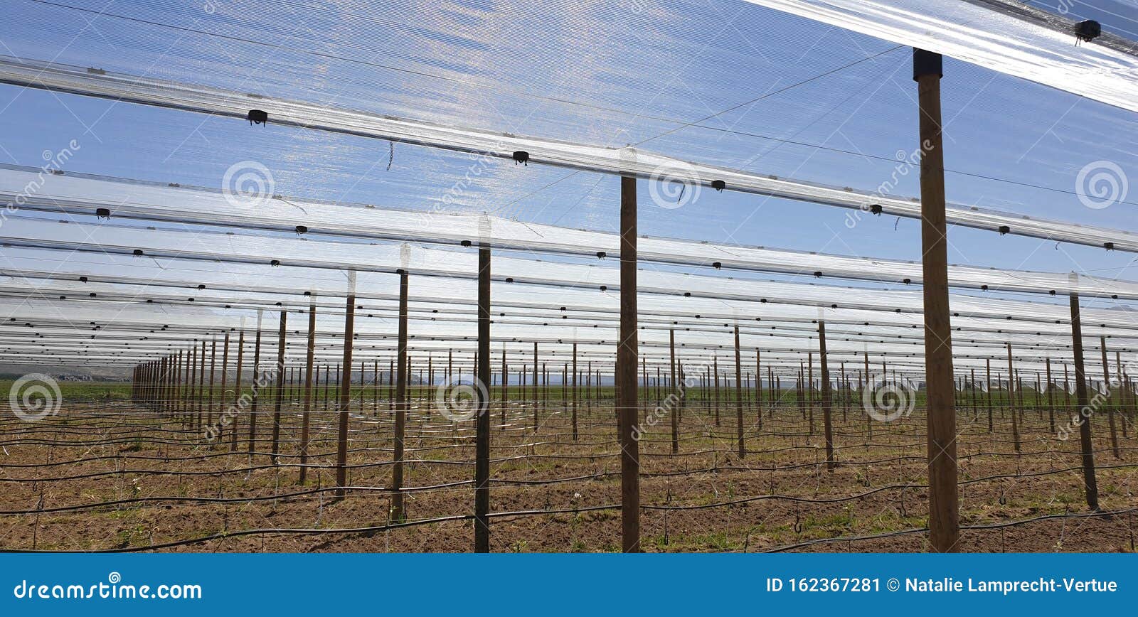 Orchard Netting stock image. Image of carretta, agriculture - 162367281