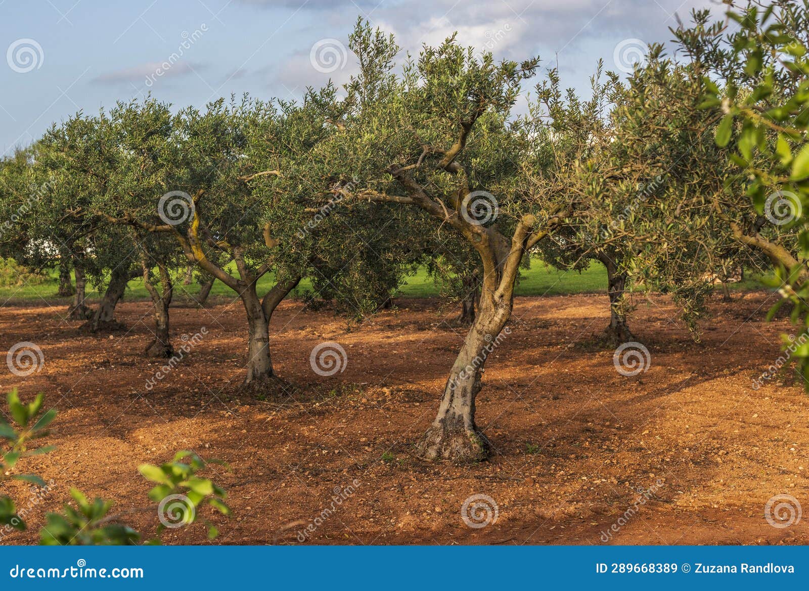 Orchard with Olive Trees, Late Spring, Sicily Stock Image - Image of ...