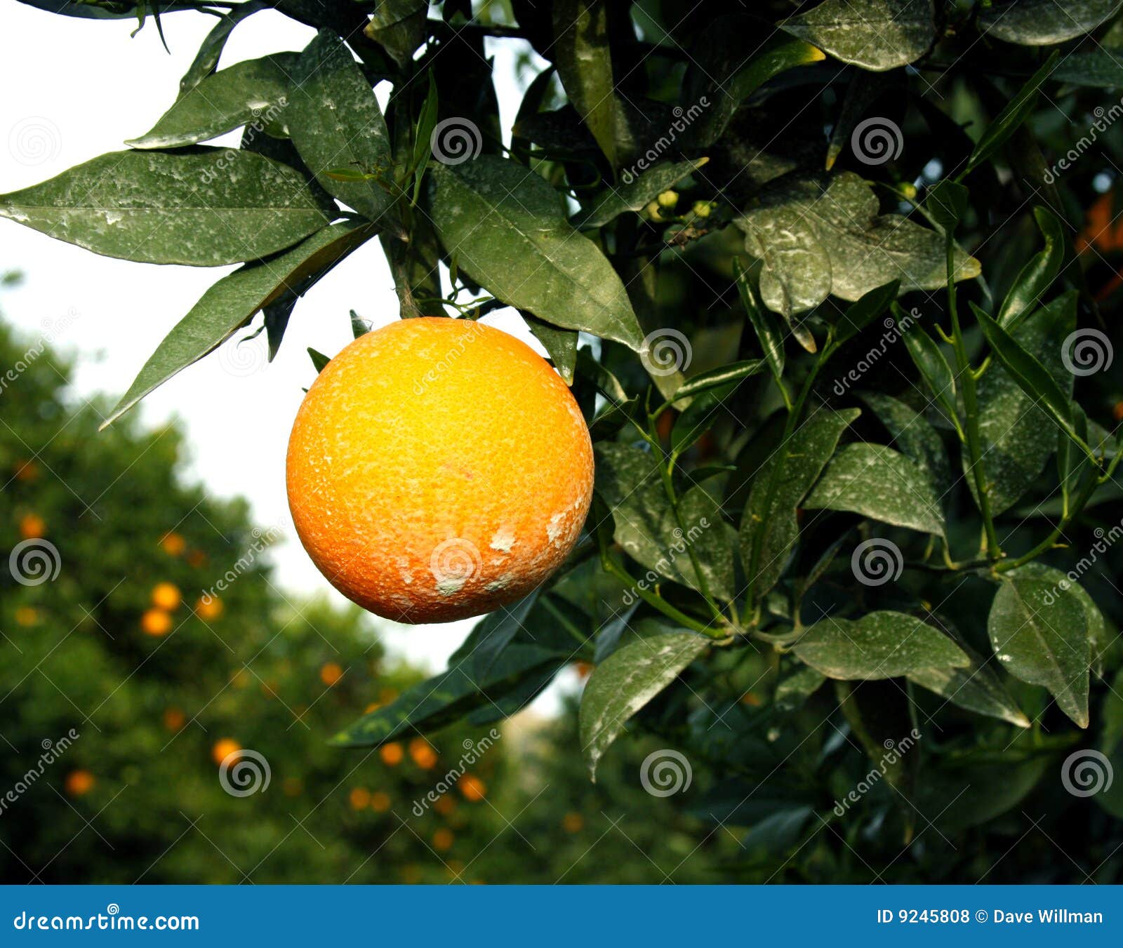Orchard Orange Sprayed with Insecticide Stock Photo - Image of sprays ...