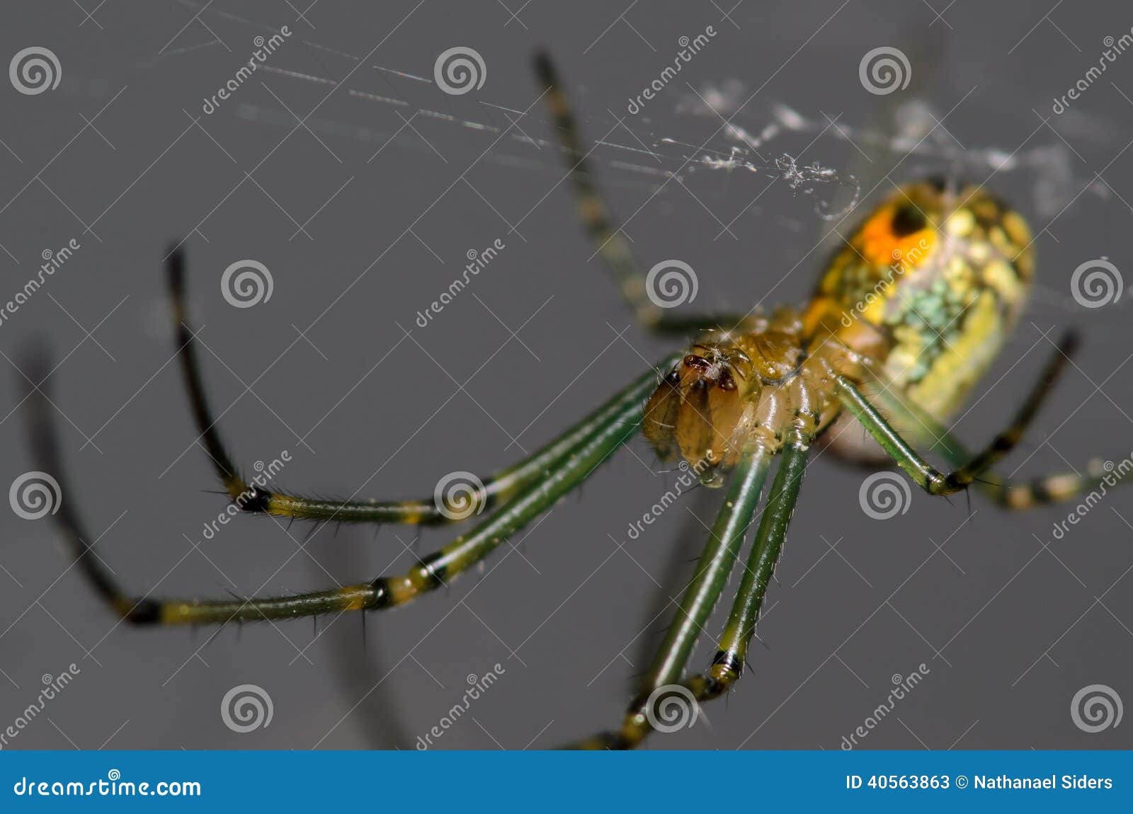 Orchard Orb Weaver stock image. Image of close, beauty - 40563863