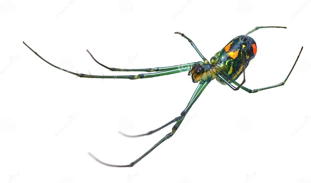 Orchard orbweaver spider stock photo. Image of nature - 18709142