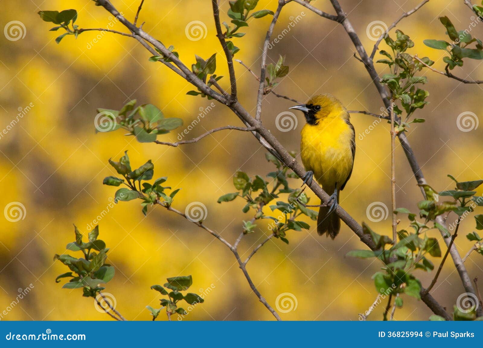 Orchard Oriole stock photo. Image of oriole, migration - 36825994