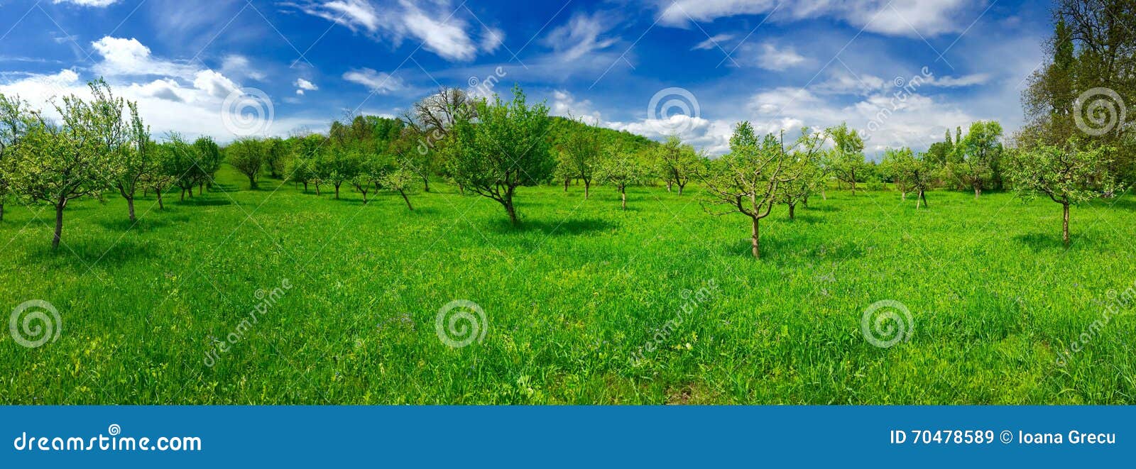 Orchard panorama stock image. Image of orchard, flowering - 70478589