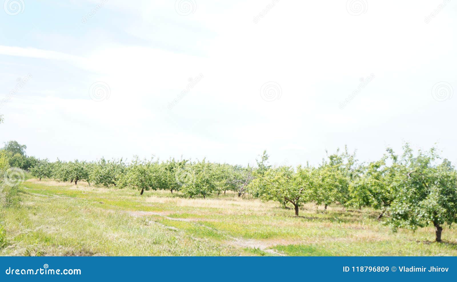 Orchard and path stock image. Image of garden, botany - 118796809