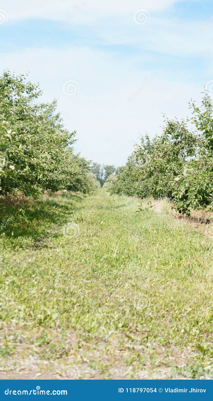 Orchard and path stock photo. Image of nature, branches - 118797054