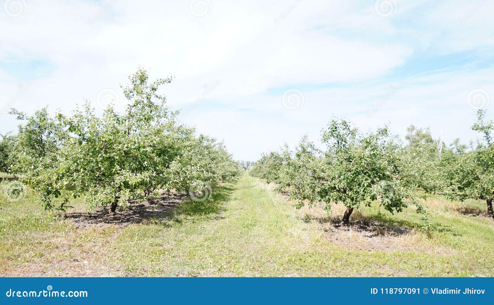 Orchard and path stock image. Image of botany, tropic - 118797091
