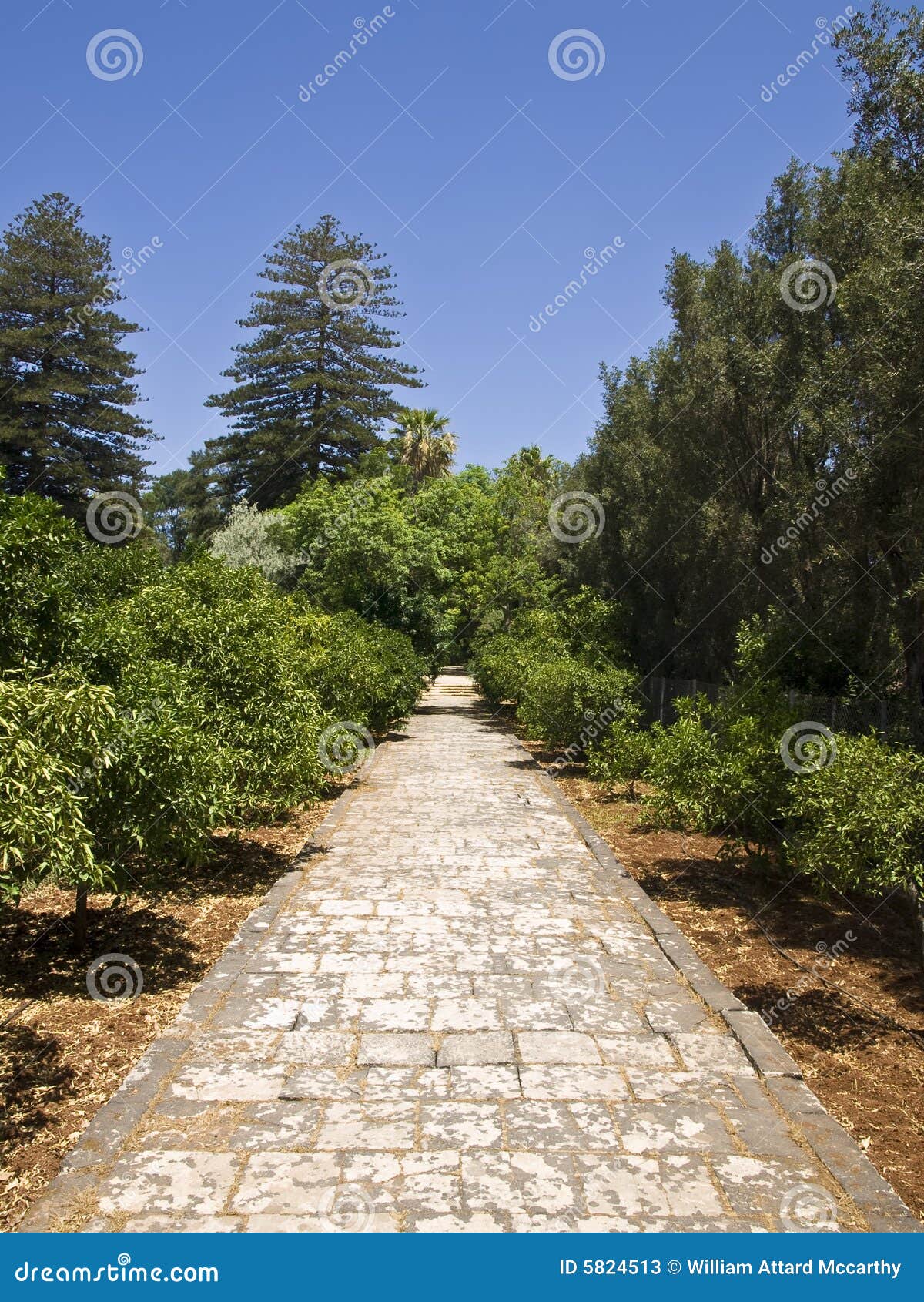Orchard Pathway stock image. Image of flagstone, outdoor - 5824513