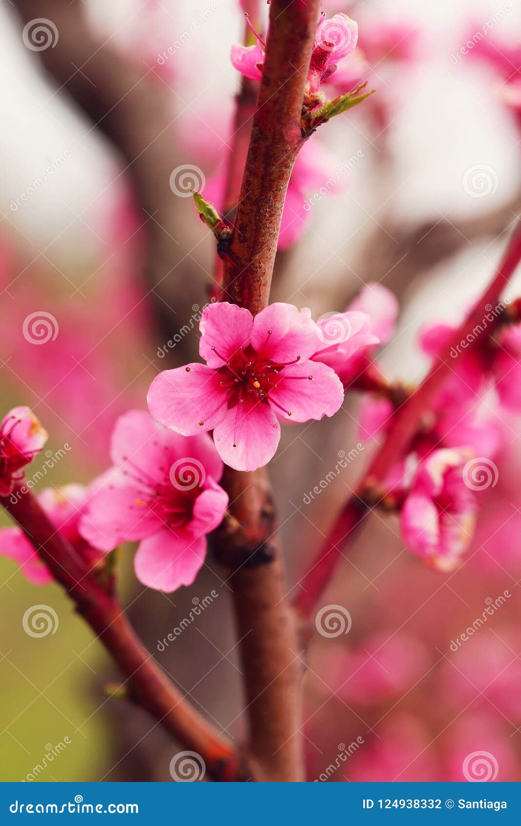 Orchard of Peach Trees Bloomed in Spring Stock Photo - Image of cool ...