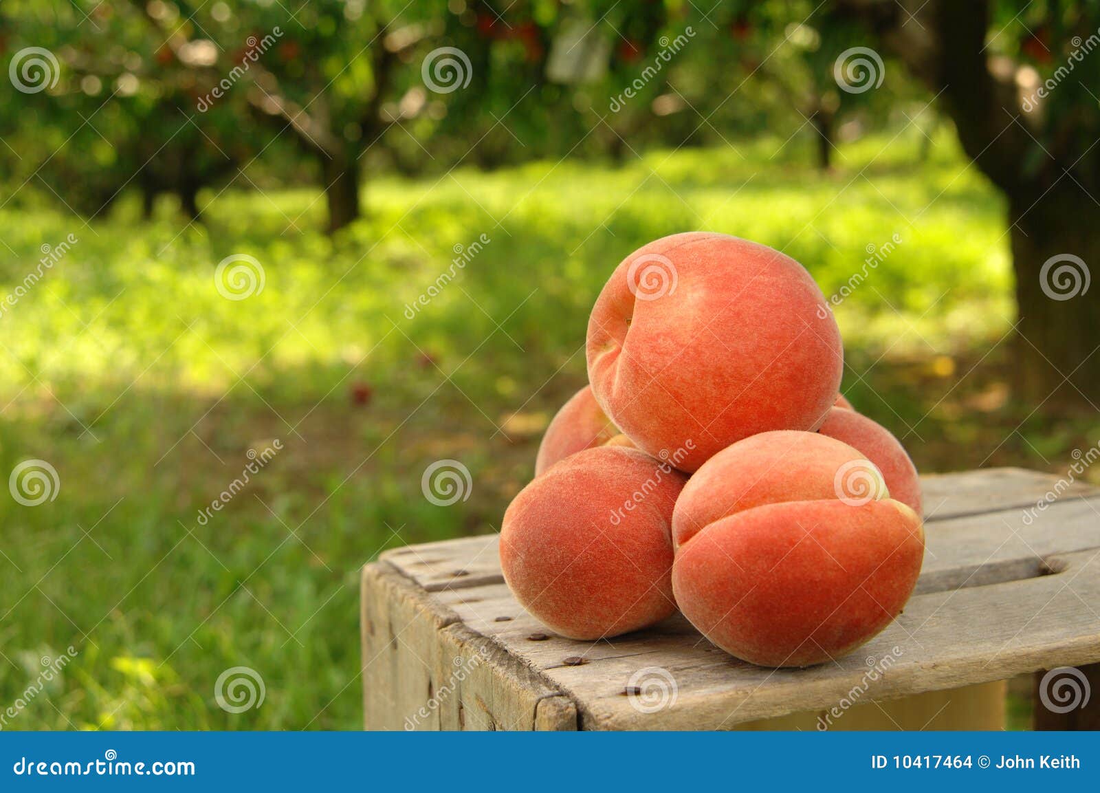 Orchard peaches stock photo. Image of sweet, green, edible - 10417464
