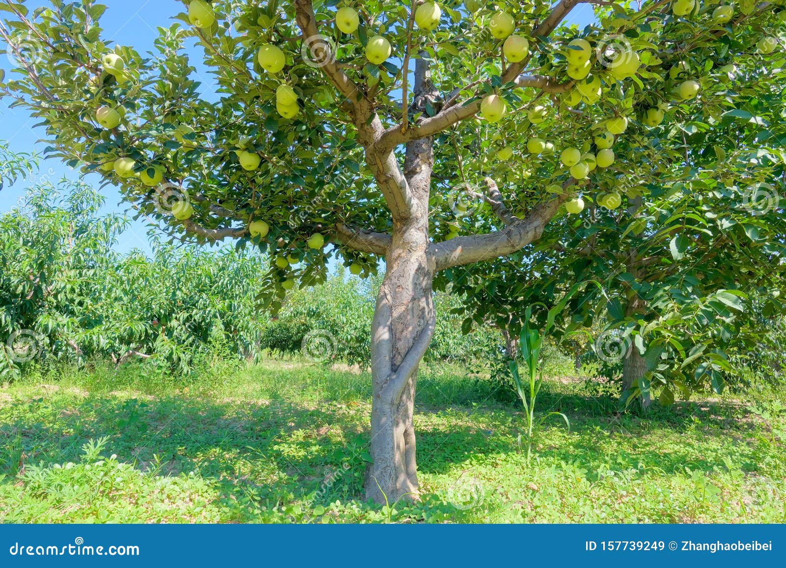 Orchard of pear stock image. Image of leaf, nature, yellow - 157739249