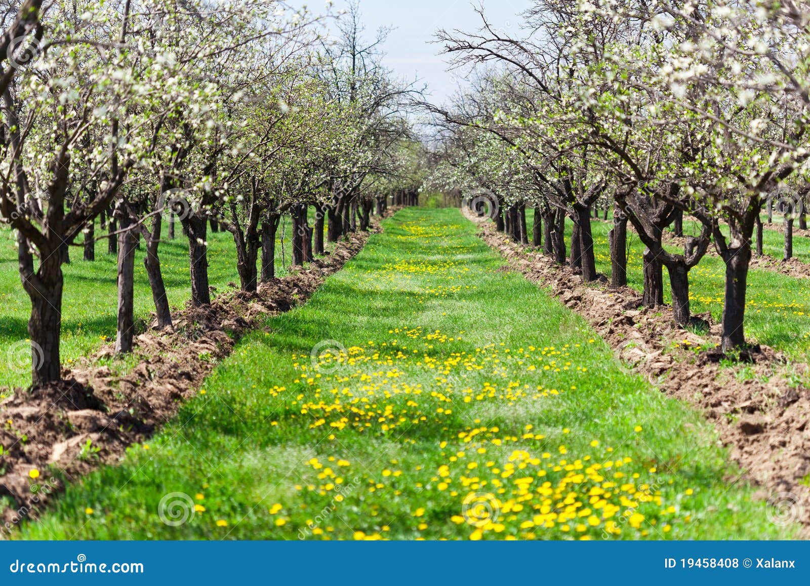 Orchard of plum trees stock photo. Image of freshness - 19458408