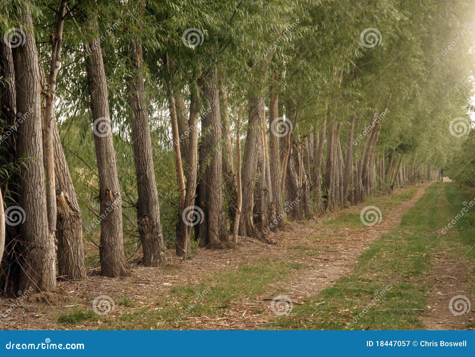 Orchards Edge Farm Field Row Tree Protection Stock Image - Image of ...