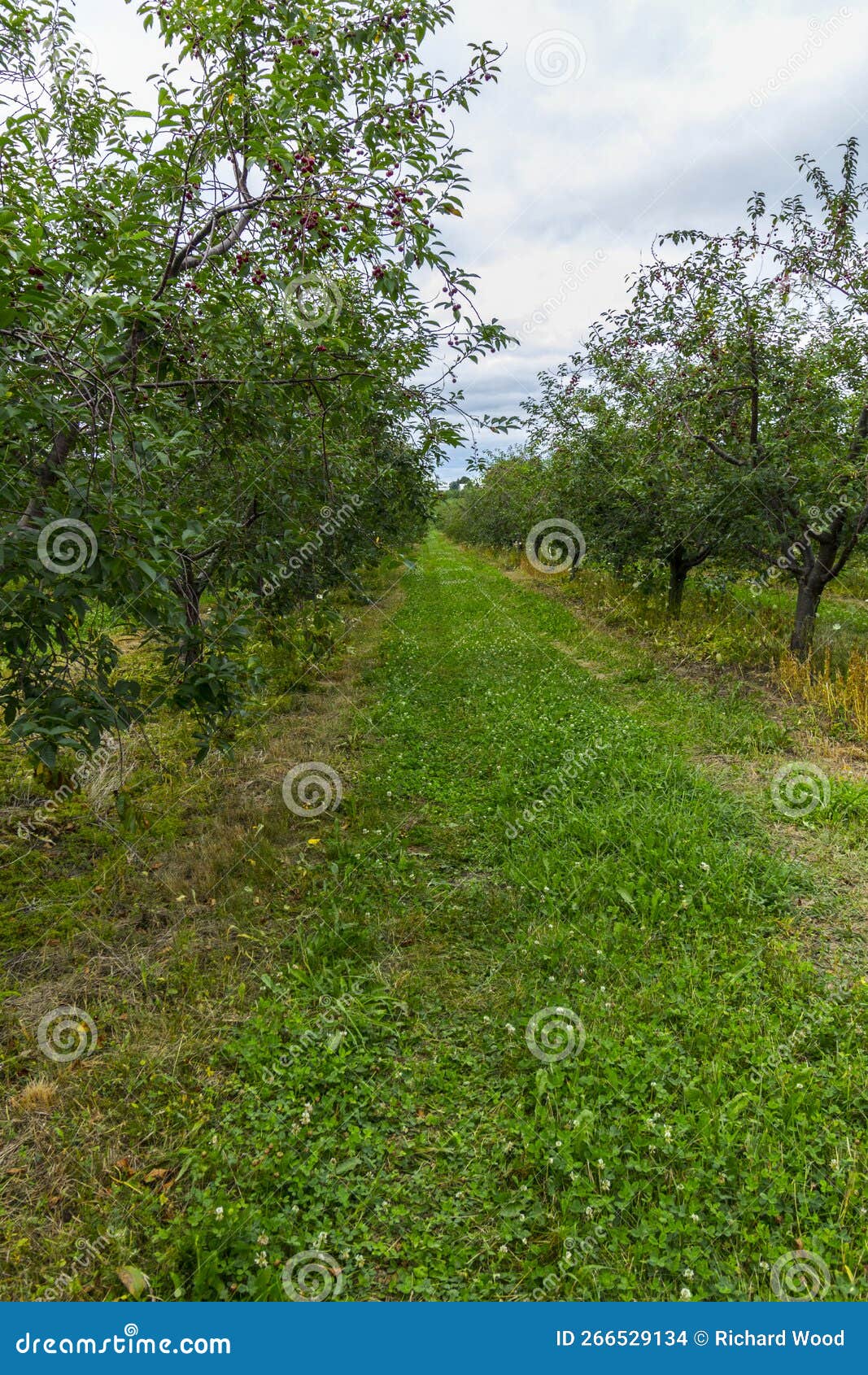 Orchard Scene Views in Michigan in Summer Stock Photo - Image of scene ...