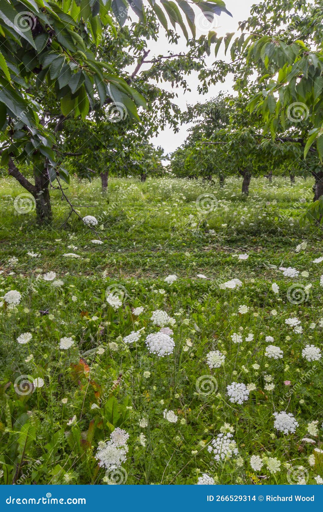 Orchard Scene Views in Michigan in Summer Stock Photo - Image of summer ...