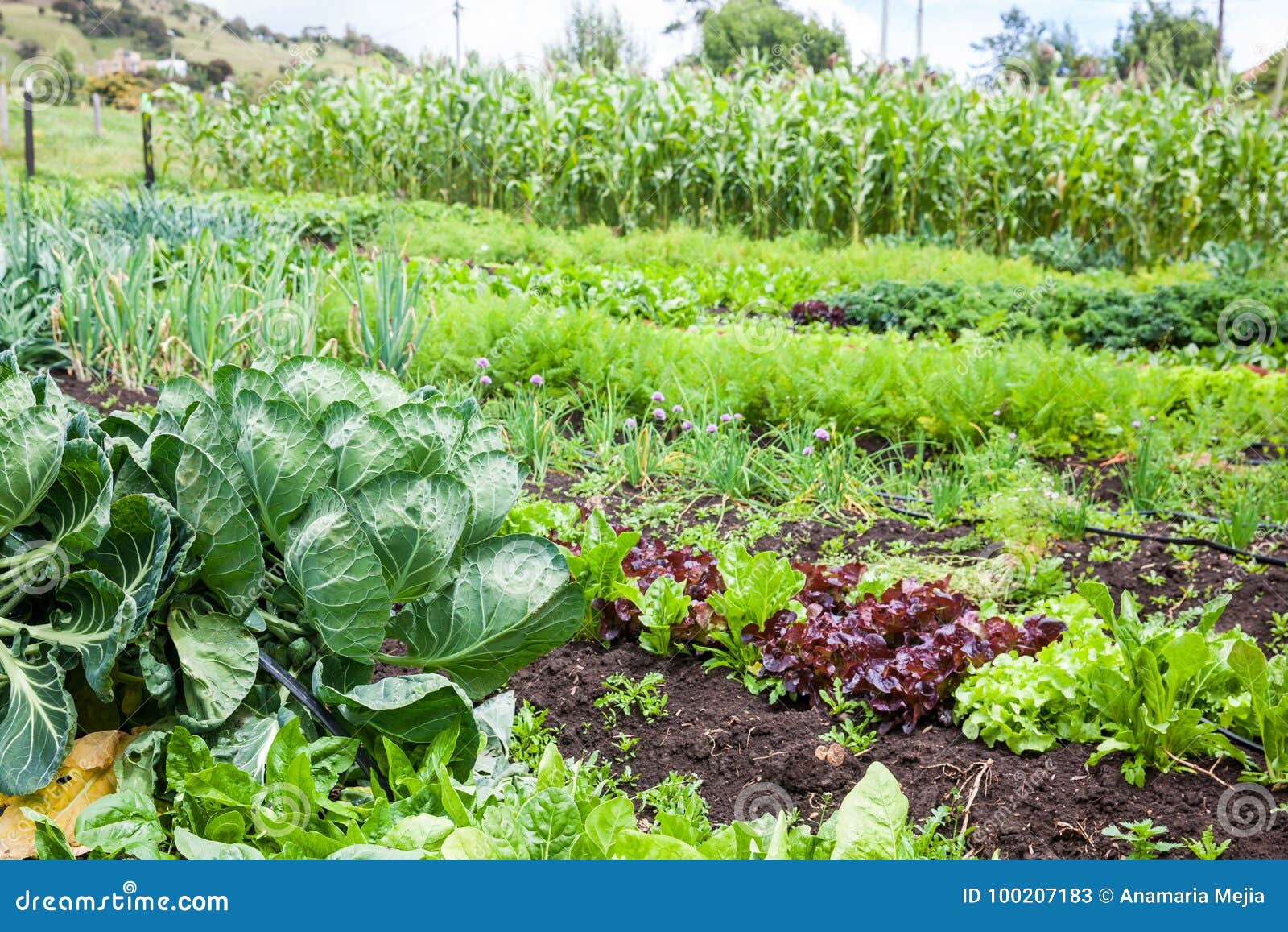 Orchard : Several Types of Vegetables Stock Image - Image of leaves ...