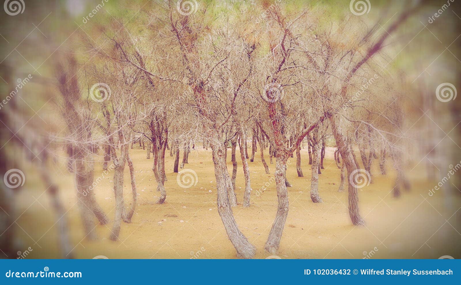 Collection of trees stock photo. Image of nature, scenery - 102036432