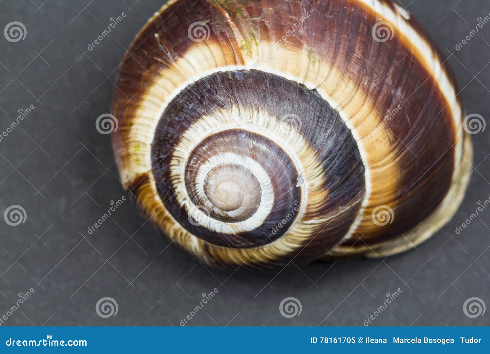 Orchard Snail -Helix Pomatia Shell Stock Image - Image of sticky, slimy ...