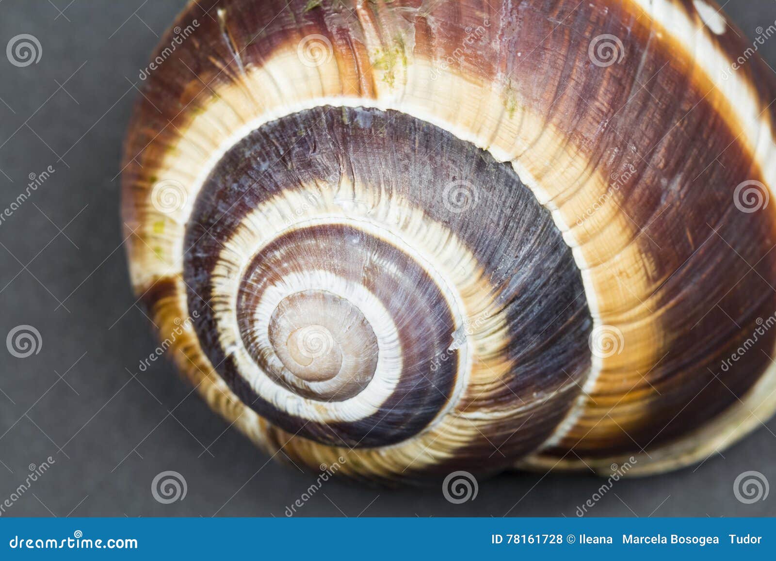 Orchard Snail -Helix Pomatia Shell Stock Photo - Image of spiral, pest ...
