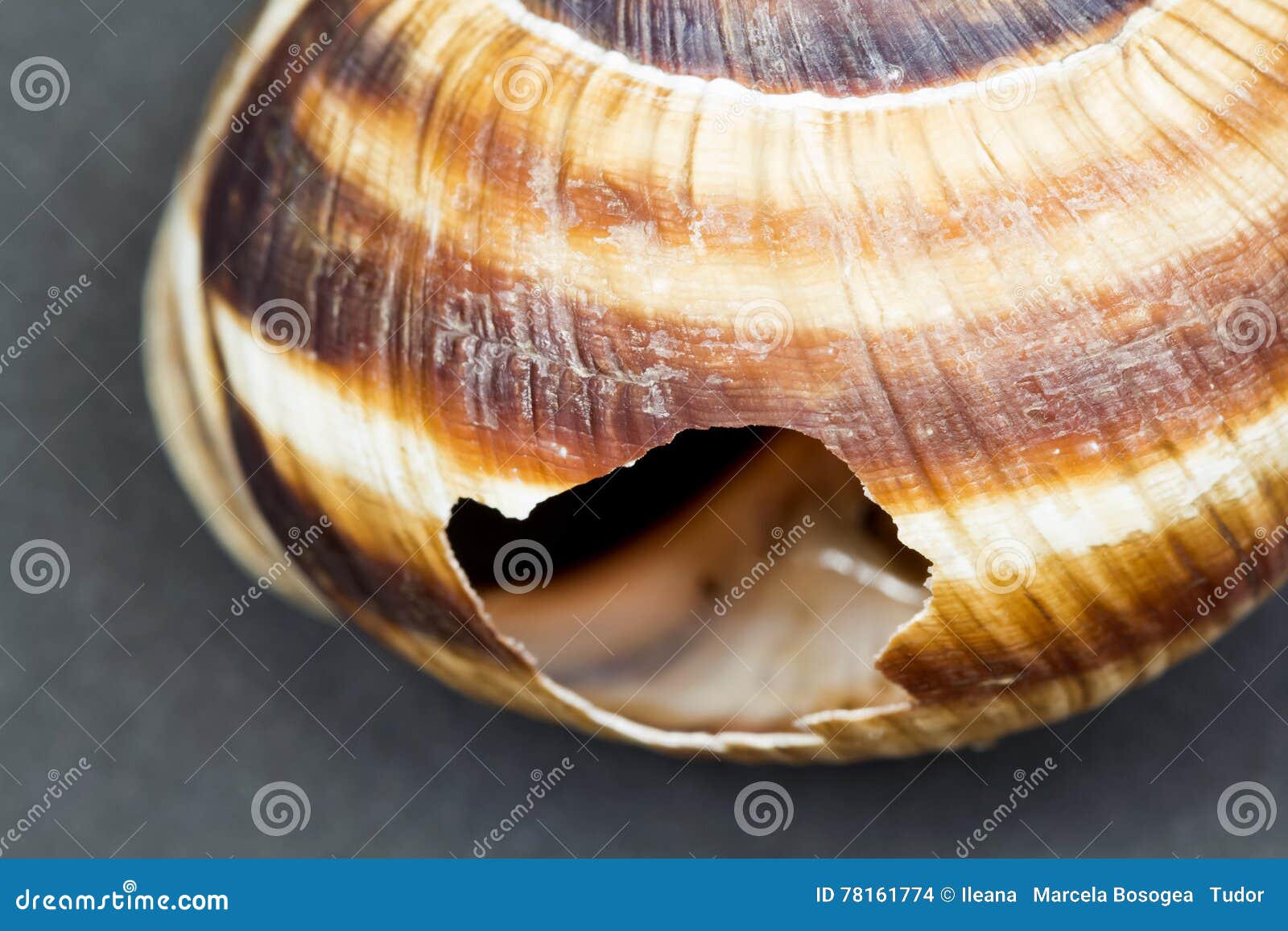 Orchard Snail -Helix Pomatia Shell Stock Photo - Image of helix ...