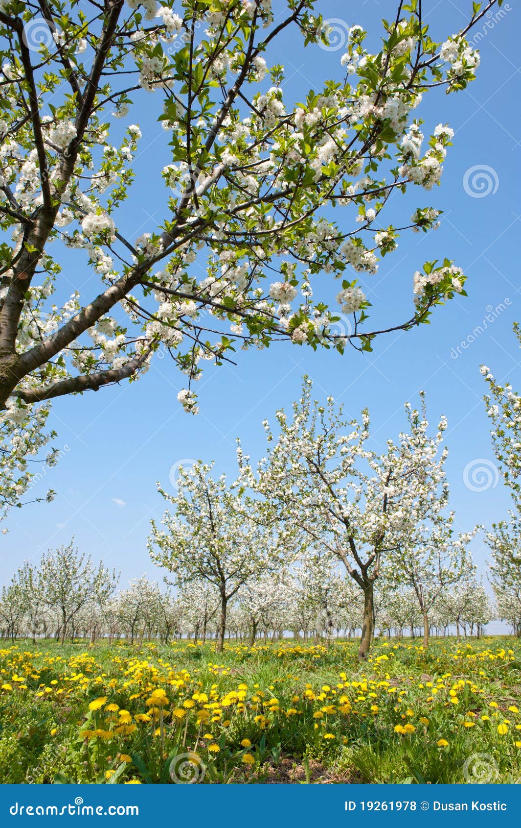 Orchard in spring stock photo. Image of yellow, urban - 19261978