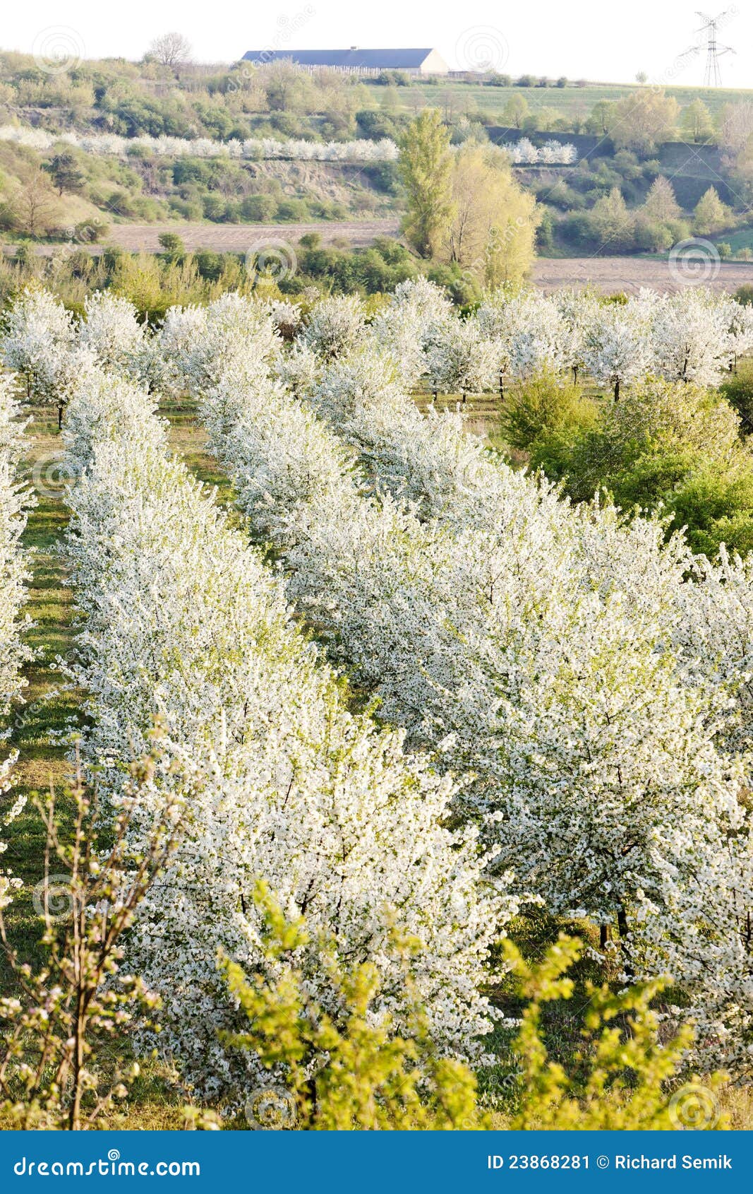 Orchard in spring stock image. Image of blooming, plant - 23868281