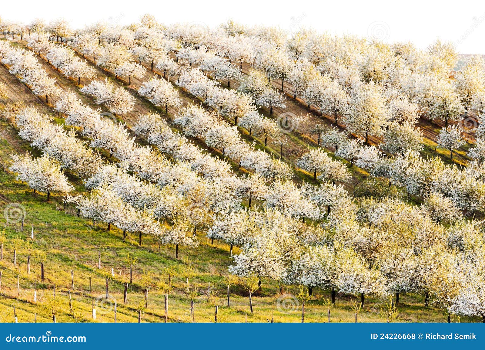 Orchard in spring stock photo. Image of vegetation, bloom - 24226668