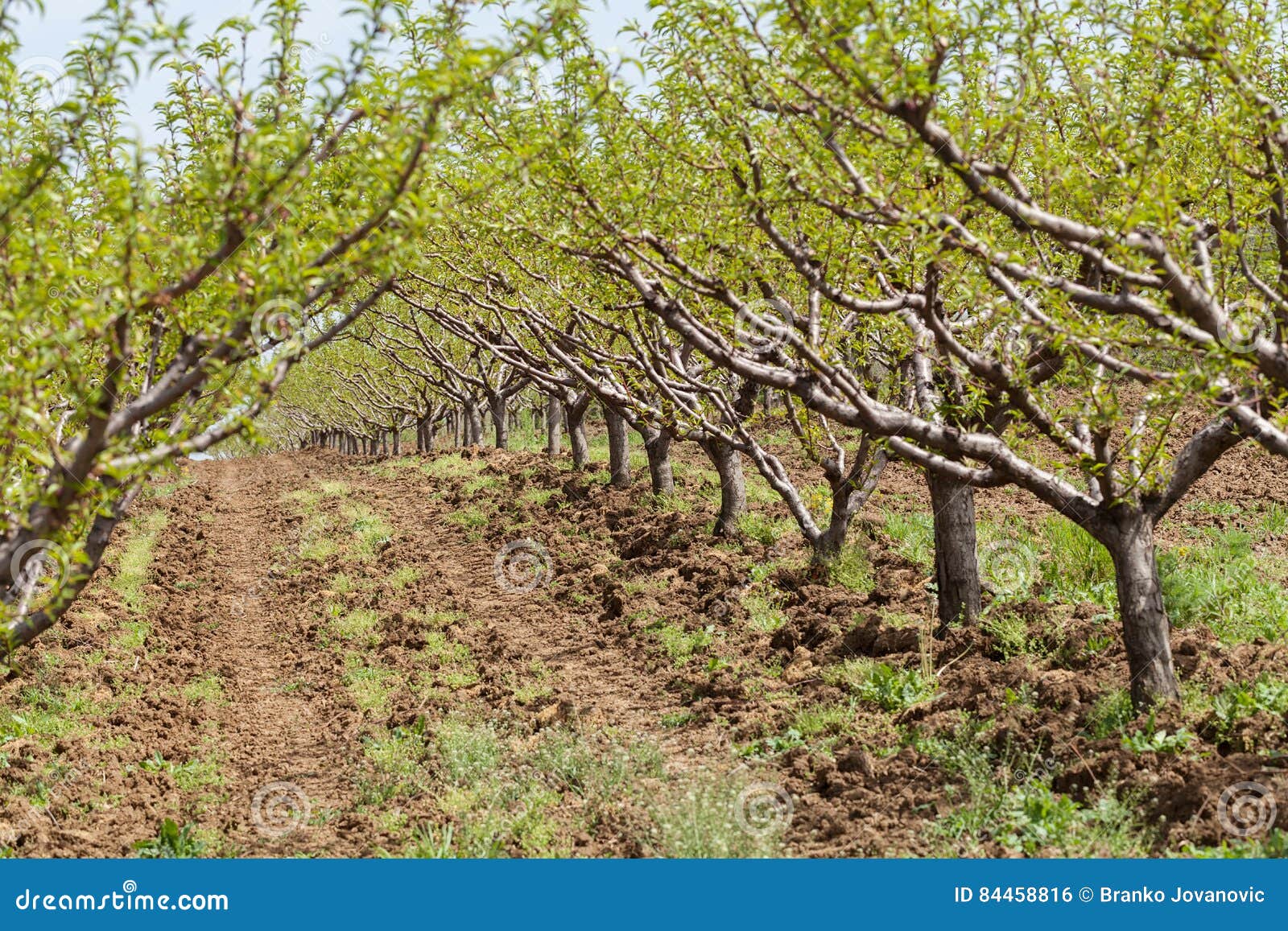 Orchard in spring stock photo. Image of blossoming, beautiful - 84458816