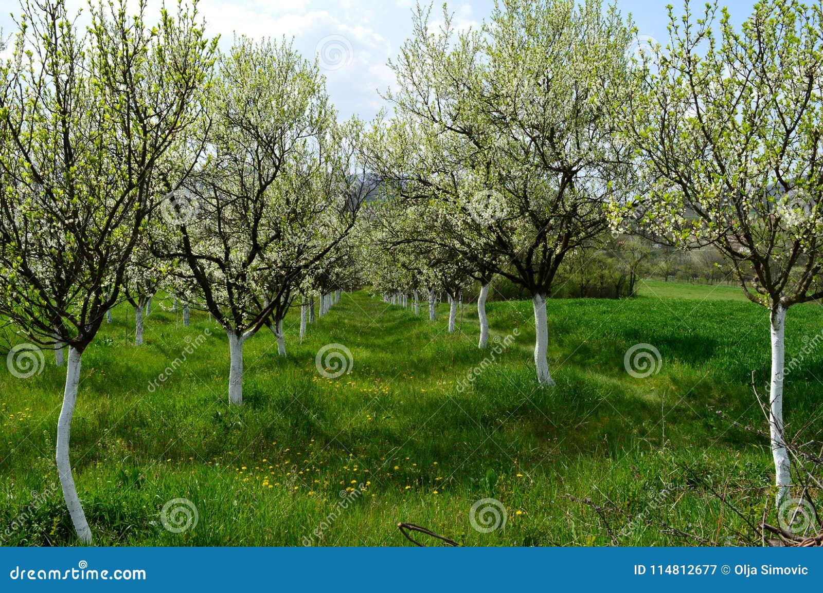 Orchard in the spring stock image. Image of nature, spring - 114812677