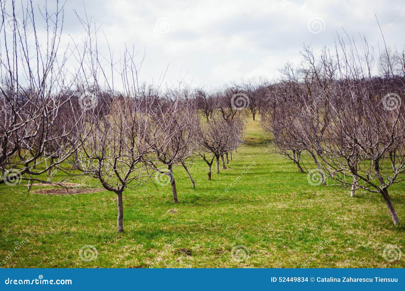 Orchard in the spring stock photo. Image of grass, perennial - 52449834