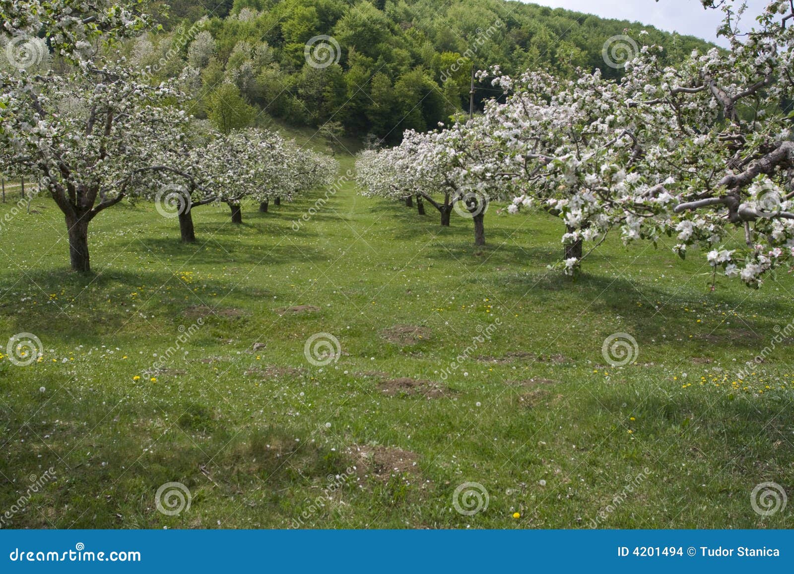 Orchard in spring time stock photo. Image of tree, blow - 4201494