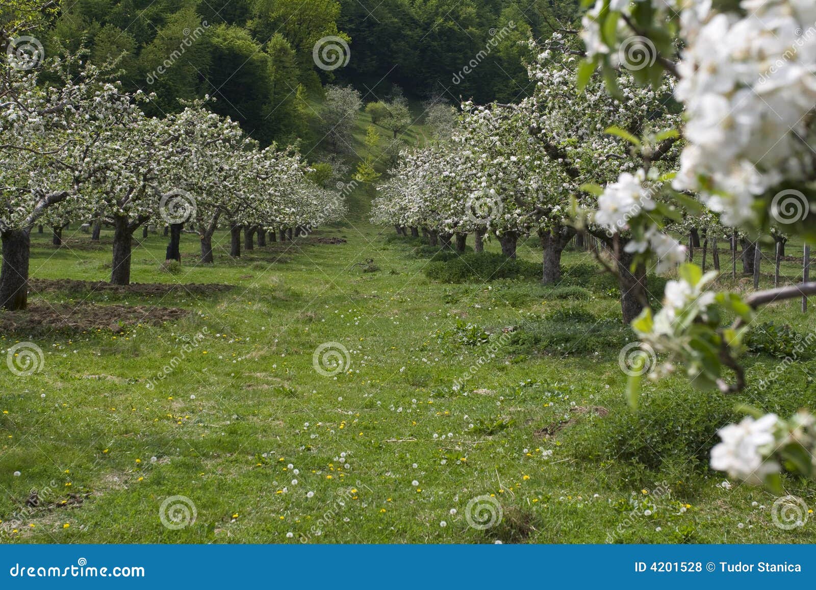 Orchard in spring time stock photo. Image of landscape - 4201528