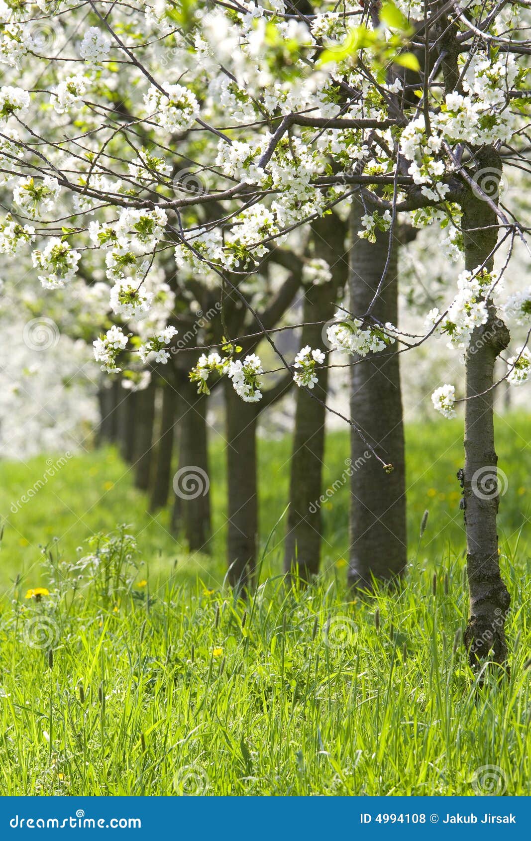 Orchard - spring trees stock photo. Image of plant, landscape - 4994108