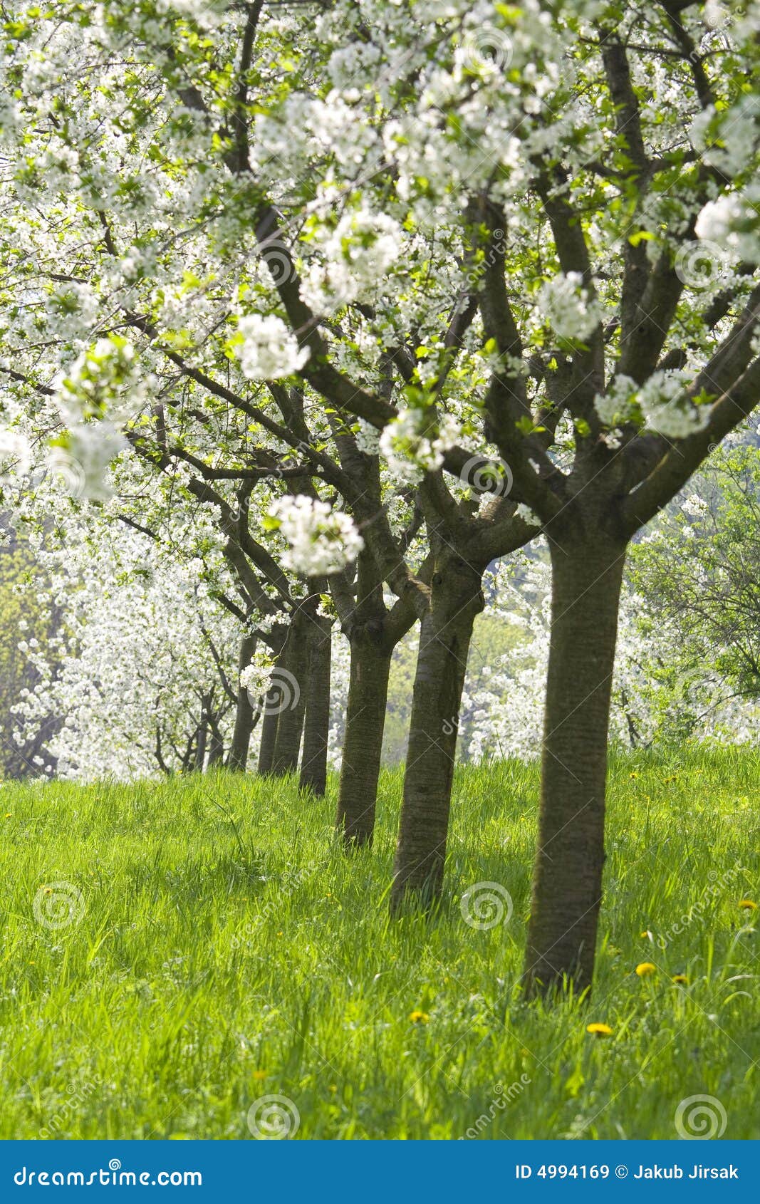 Orchard - spring trees stock image. Image of colonnade - 4994169