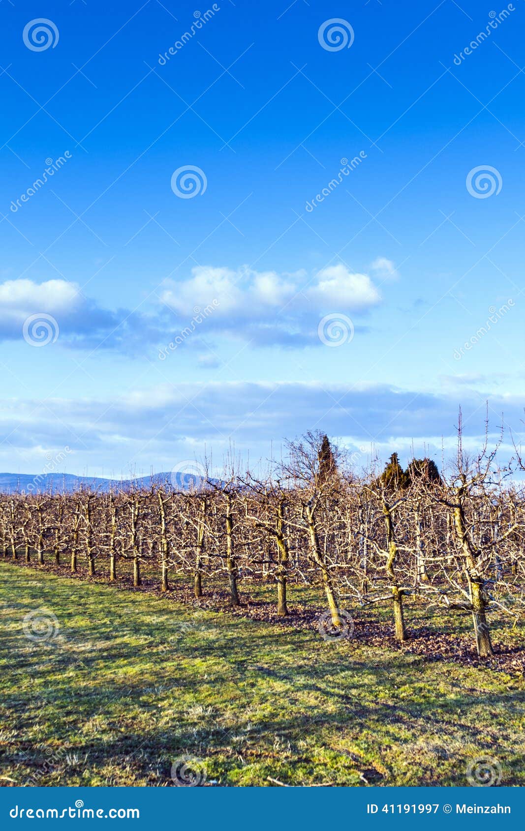 Orchard in spring stock image. Image of grass, beautiful - 41191997
