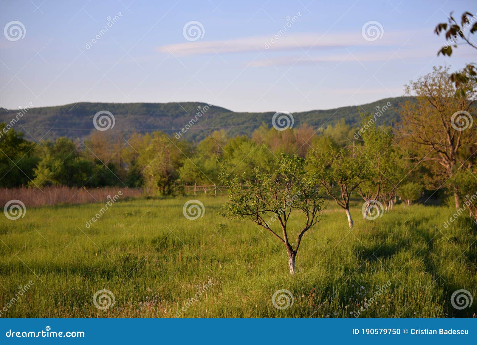 Orchard in a Story Sequence during the Spring Stock Photo - Image of ...