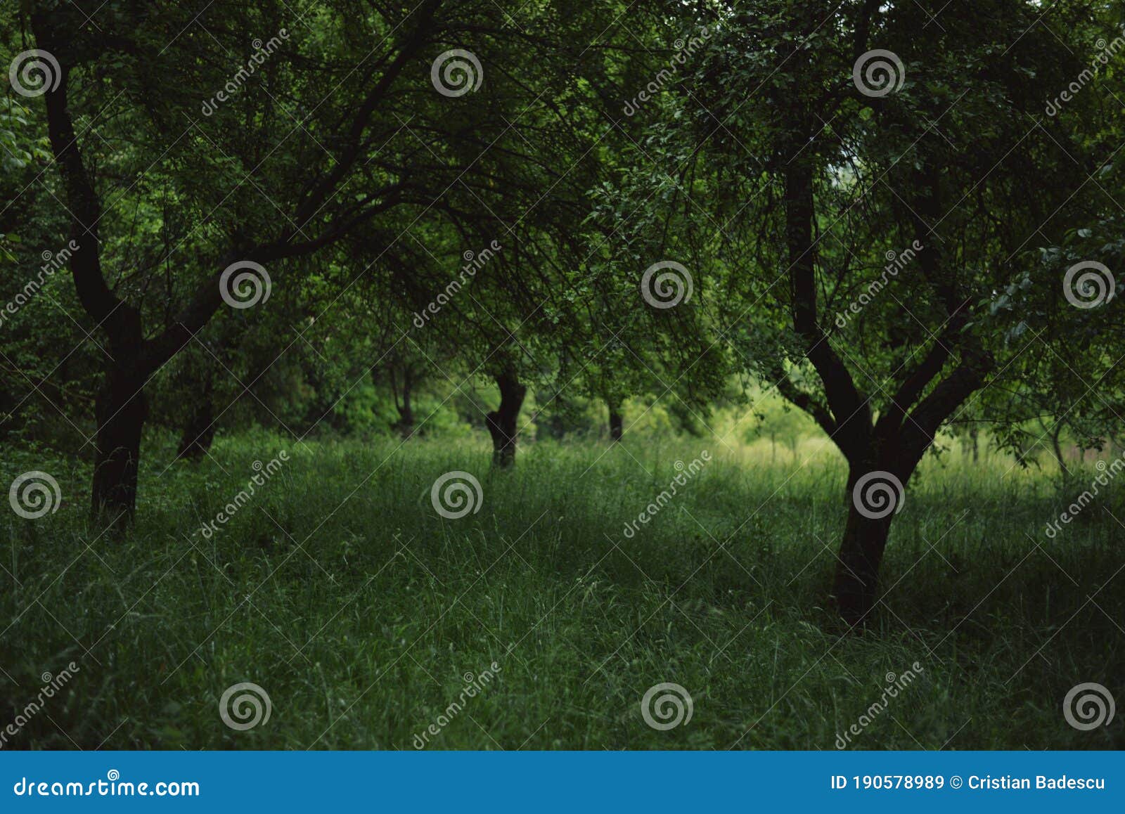 Orchard in a Story Sequence during the Spring Stock Image - Image of ...