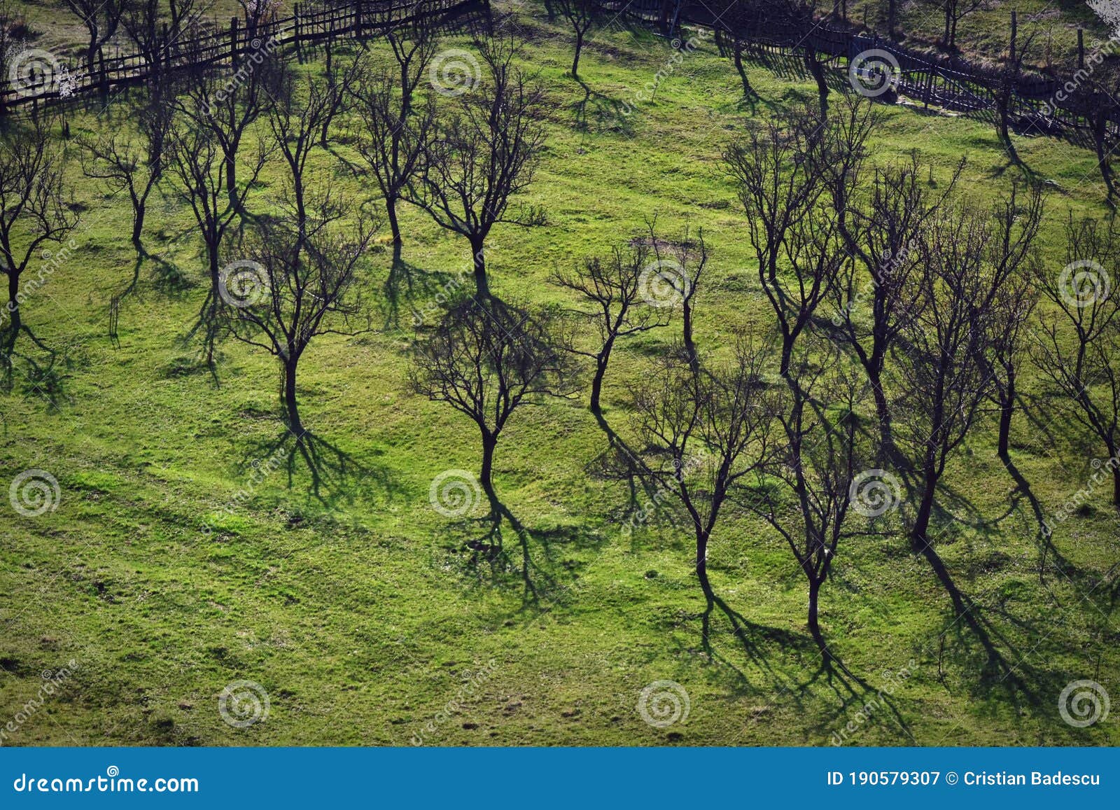 Orchard in a Story Sequence during the Spring Stock Image - Image of ...