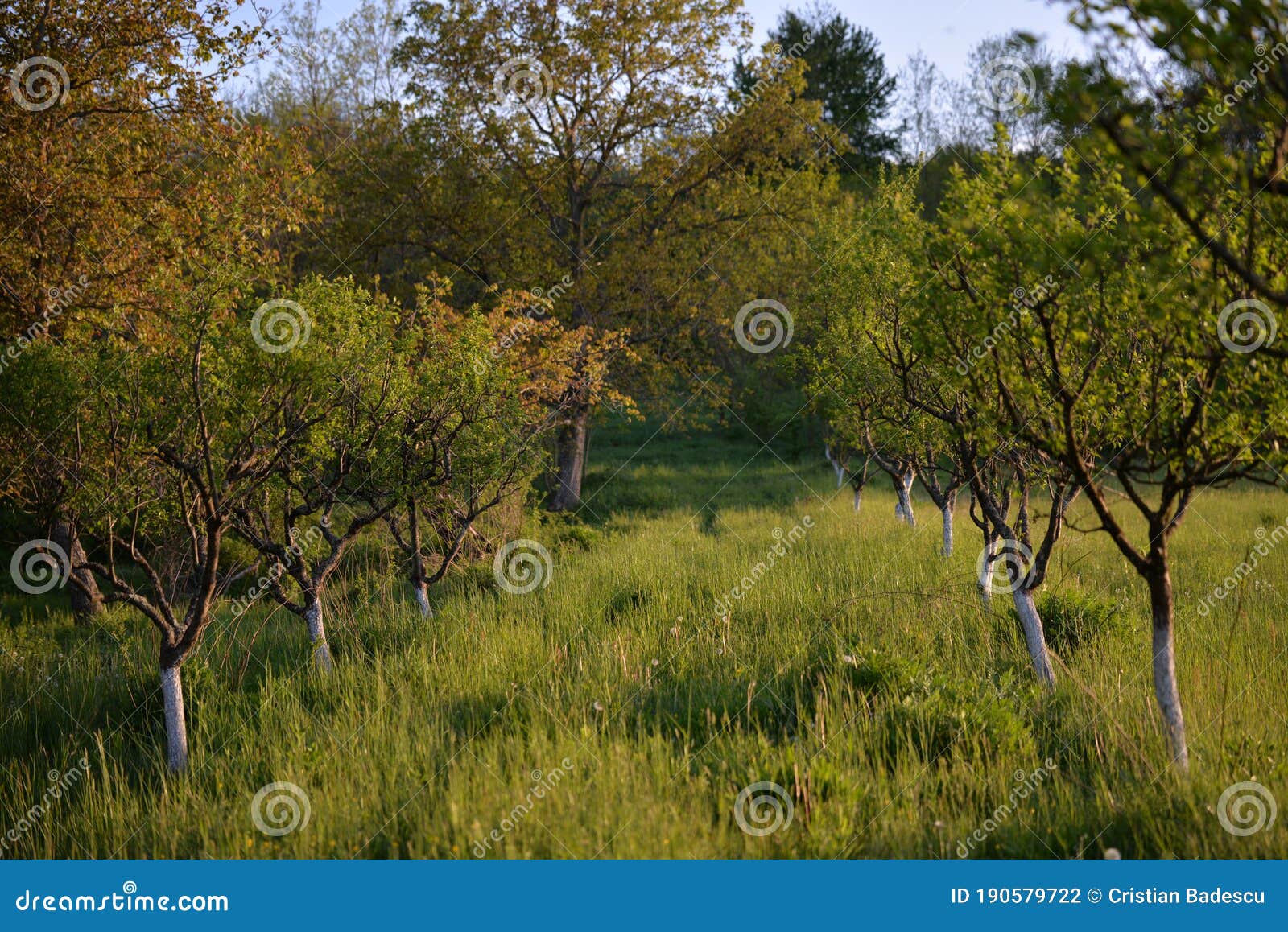 Orchard in a Story Sequence during the Spring Stock Photo - Image of ...