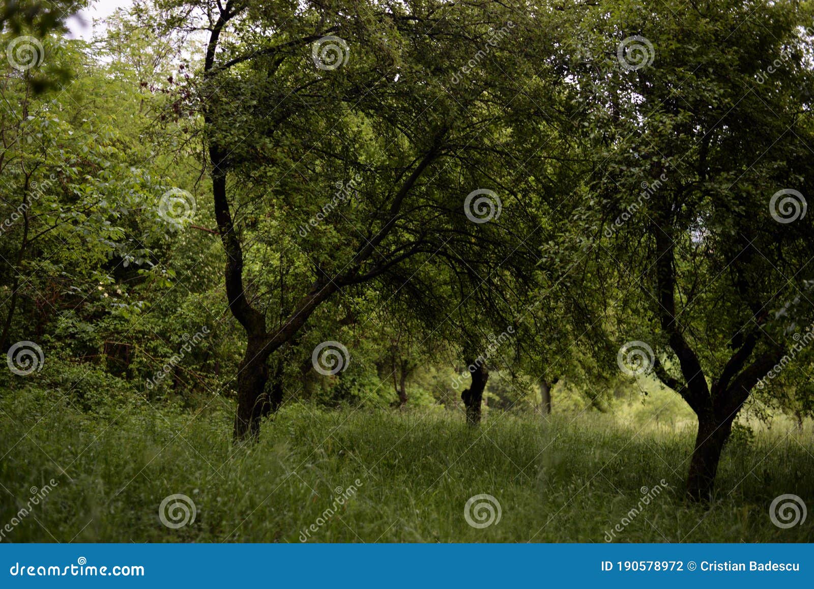 Orchard in a Story Sequence during the Spring Stock Photo - Image of ...