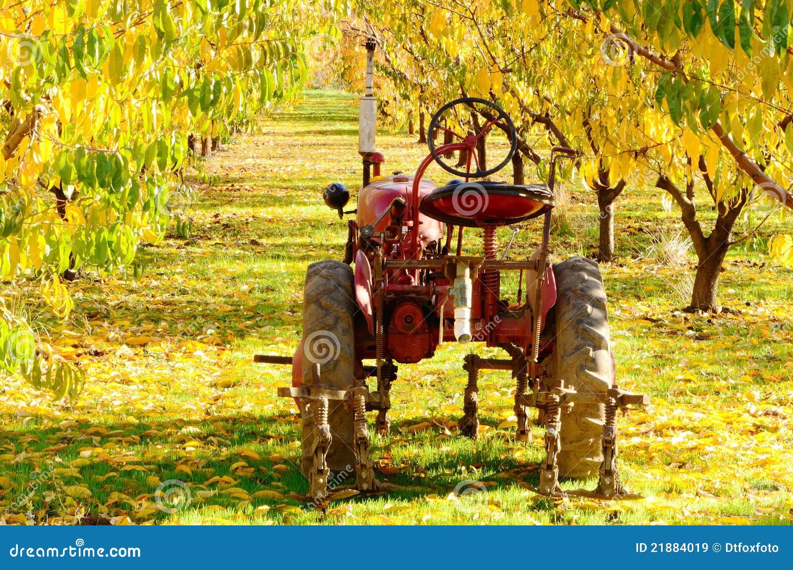 Orchard Tractor stock image. Image of wheel, autumn, tractor - 21884019