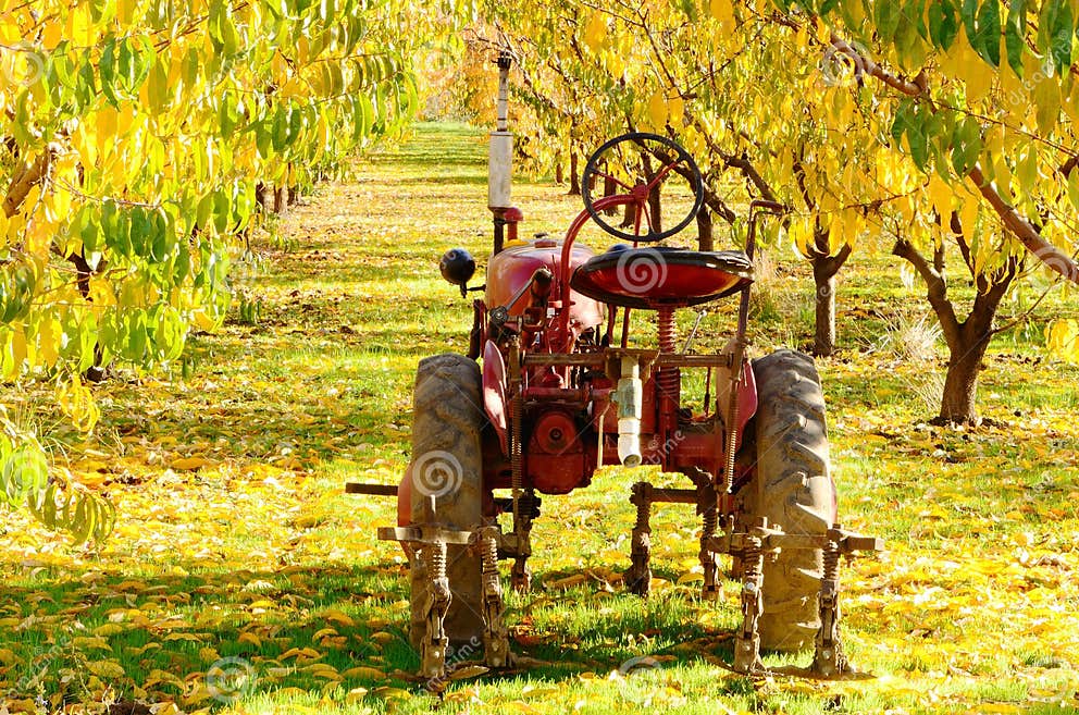 Orchard Tractor stock image. Image of wheel, autumn, tractor - 21884019