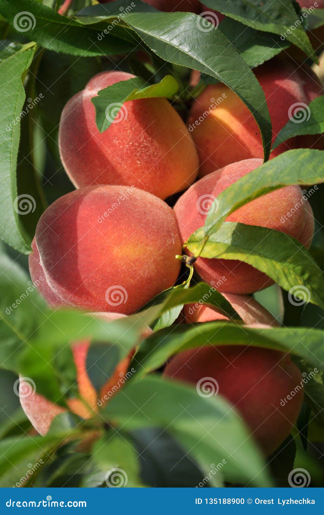 On a Tree Branch, Peach is Matured Stock Photo - Image of crop ...