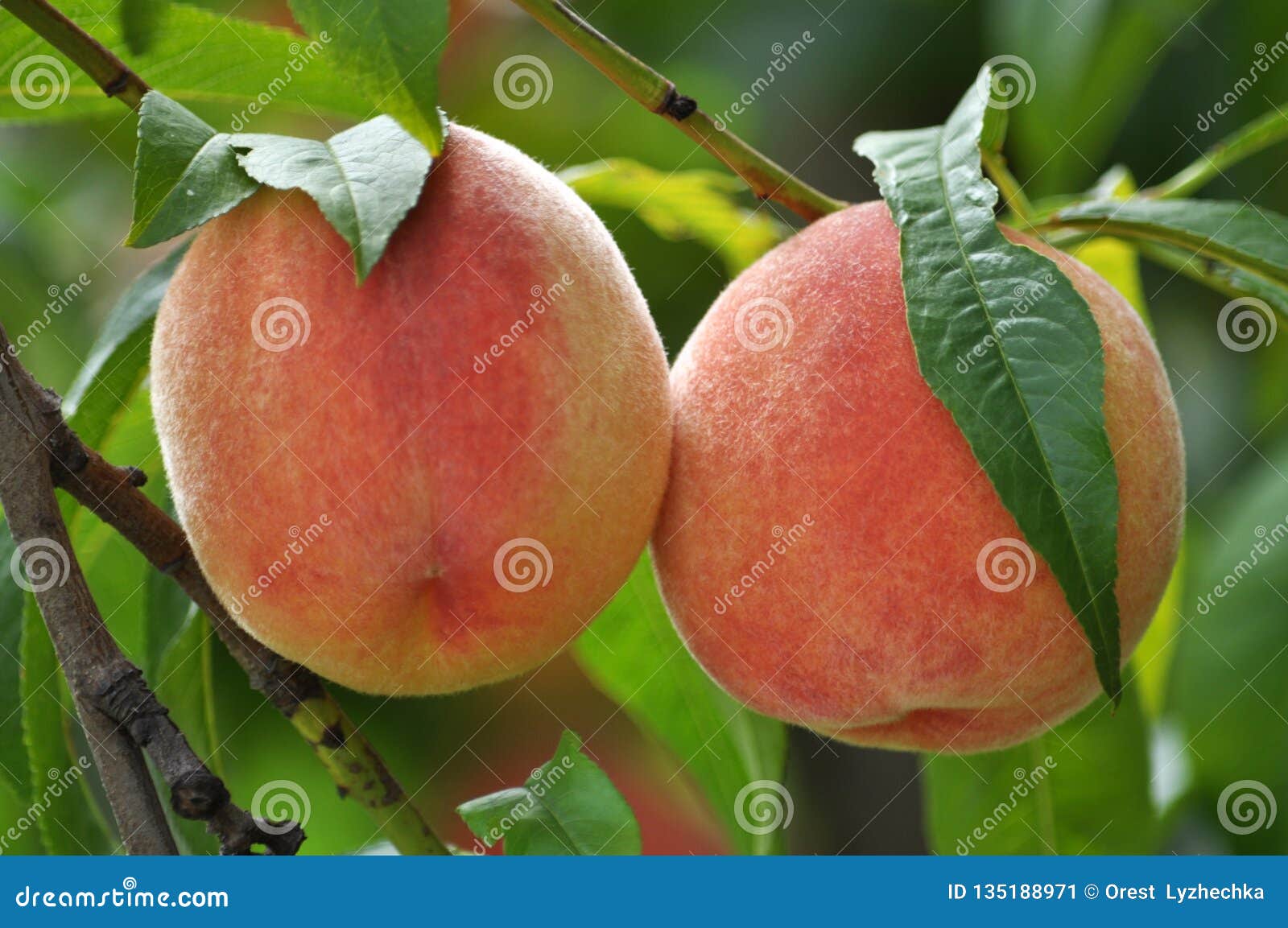 On a Tree Branch, Peach is Matured Stock Image - Image of agriculture ...